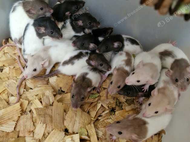 Rats For Sale in Nottingham NG17 on Freeads Classifieds Rats classifieds