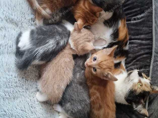 Freeads kittens store