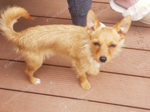Jackawawas Boy Puppys For Sale In London On Freeads Classifieds jackawawas-boy-puppys-for-sale-in-london-on-freeads-classifieds